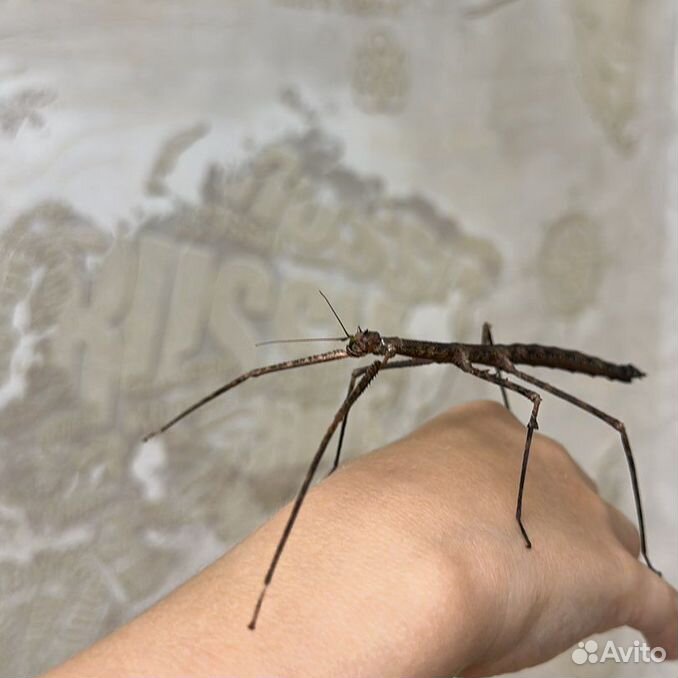 Палочники аннамские