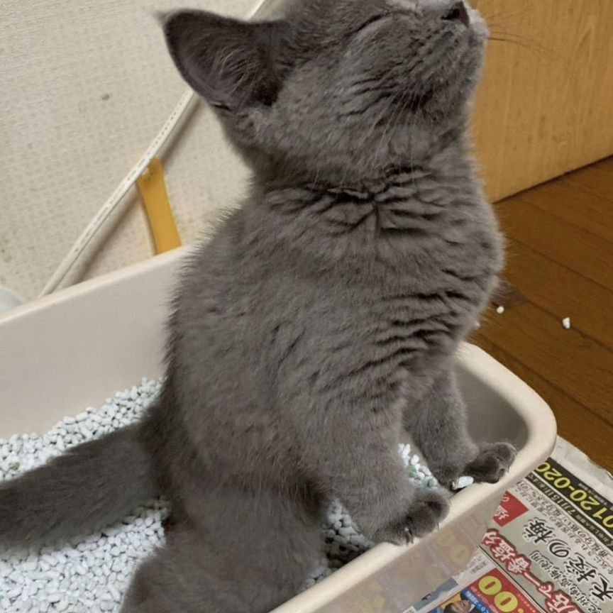 Шотландские вислоухие кот