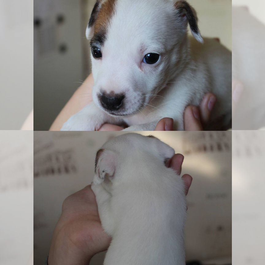 Джек-рассел-терьер, щенок