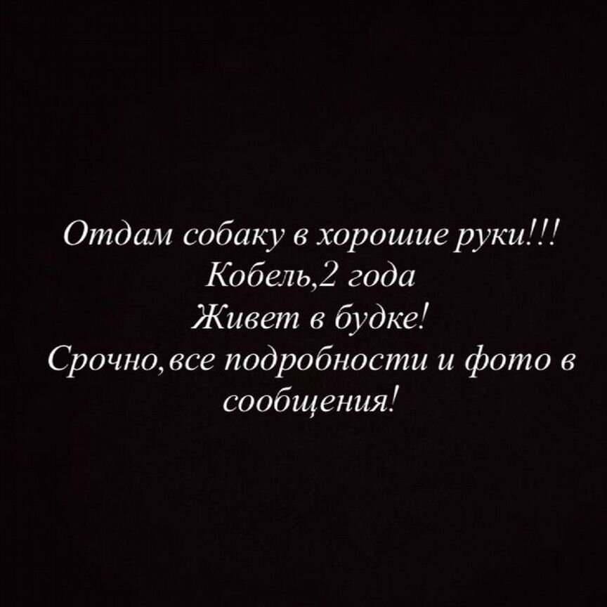 Взрослый пёс в добрые руки
