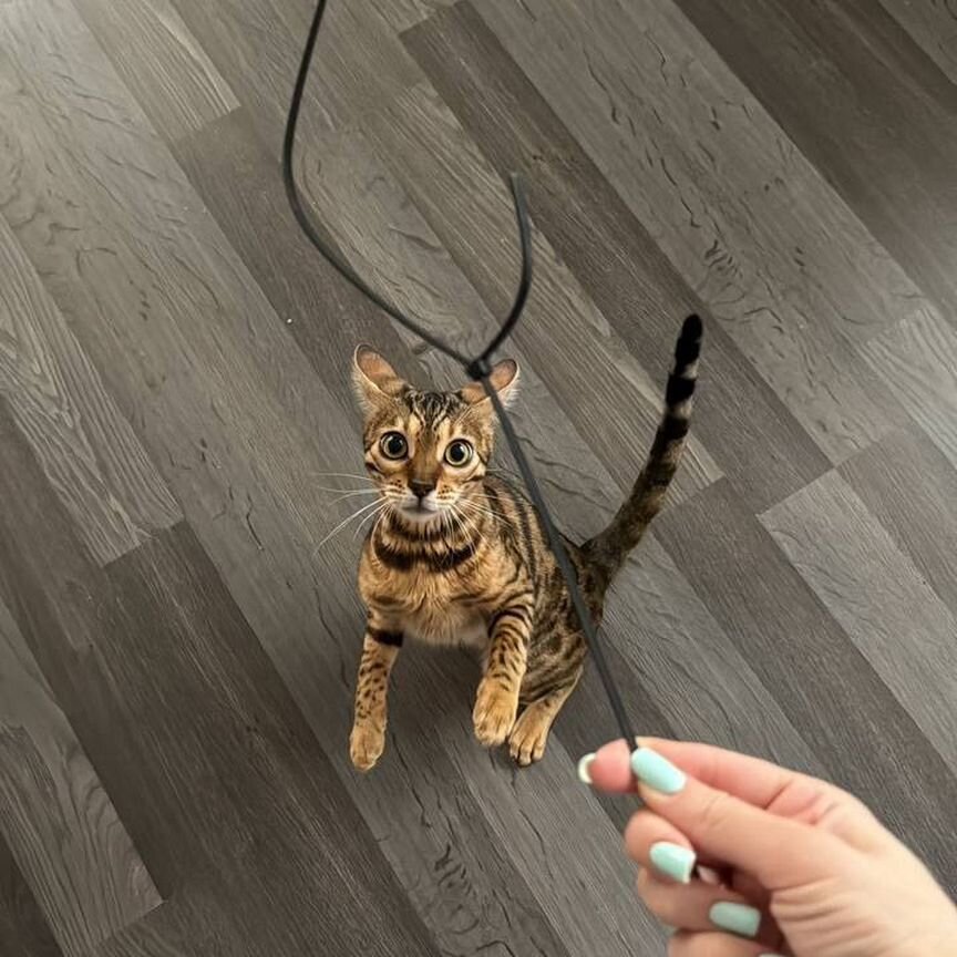 Бенгальская кошечка