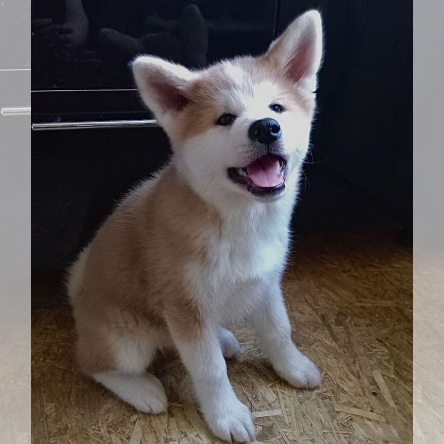 Продам собаку Акита-ину