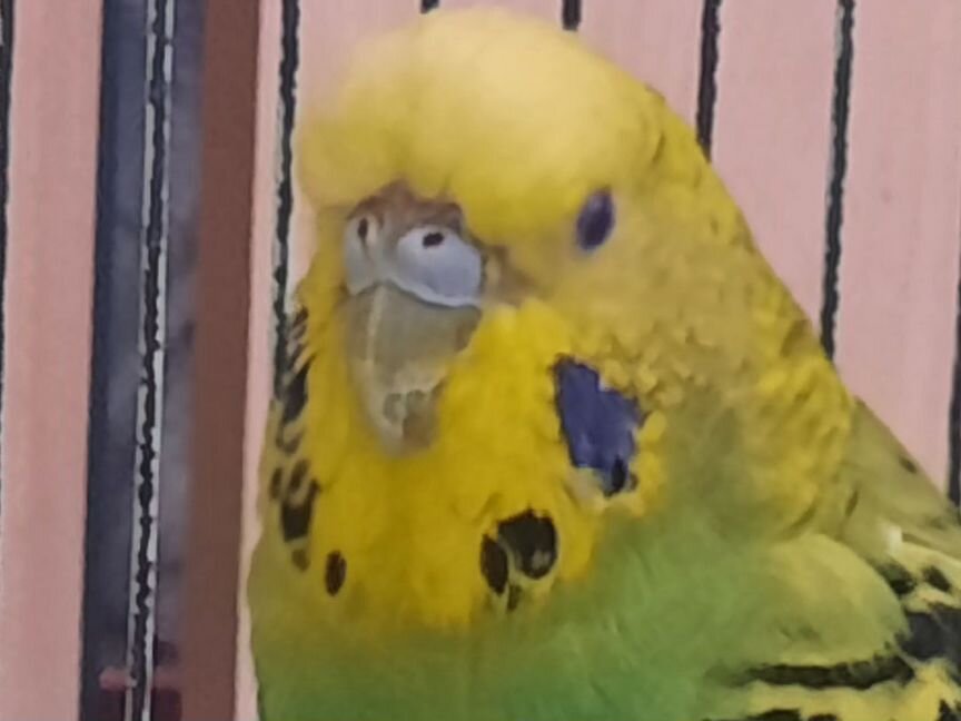 Попугай самка получех (крупная) возраст 7 месяцев