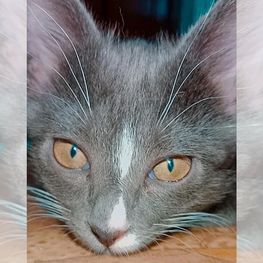 Котёнок в добрые руки