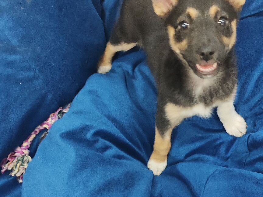 Восточноевропейская овчарка