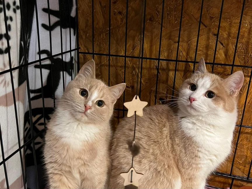 Котята персики подростки в добрые руки