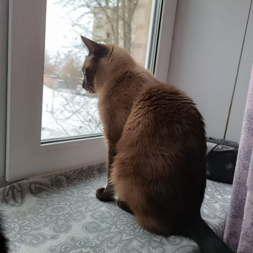 Коты и кошка, сфинкс и таец