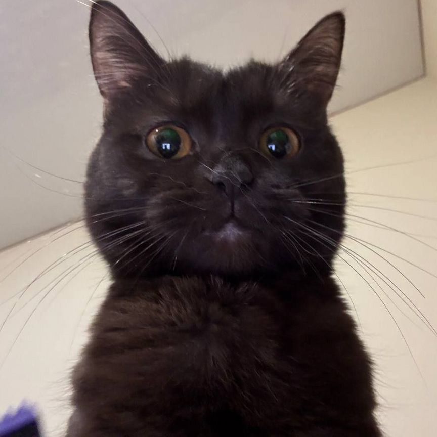 Британская короткошёрстная кошка, взрослая