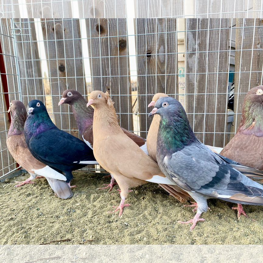 Голуби Бакинцы и Кормилки