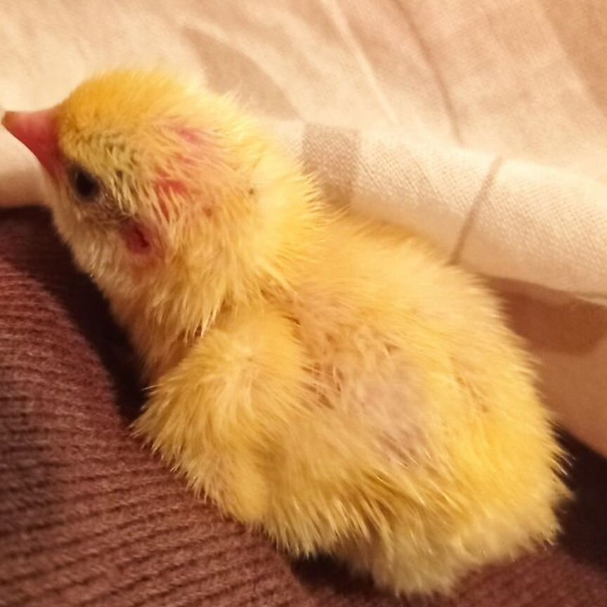 Пепепелята суточные