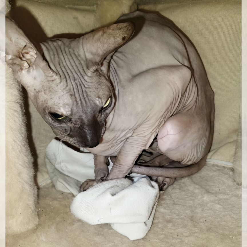 Донской сфинкс, взрослая кошка