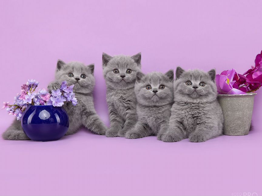 Британские котята классика