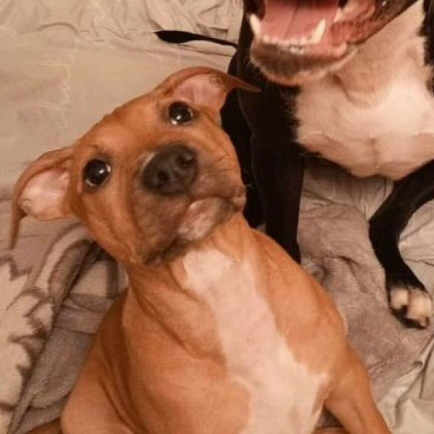 Американский питбультерьер, щенок