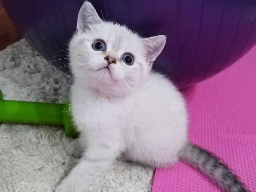 Котенок шотландский девочка