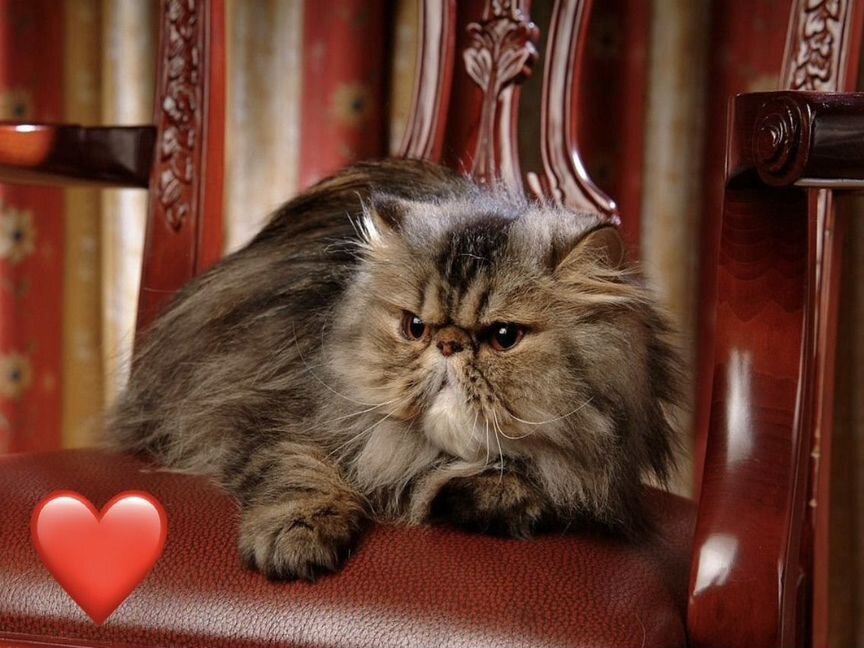 Отдаю персидскую кошку. В дар