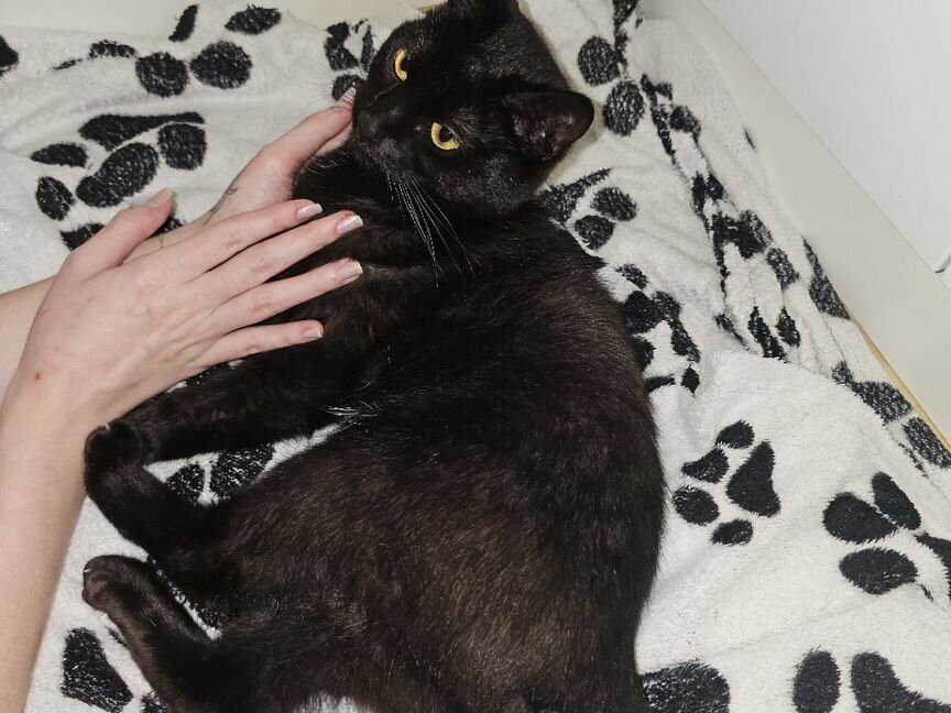 Чёрная кошка ищет дом