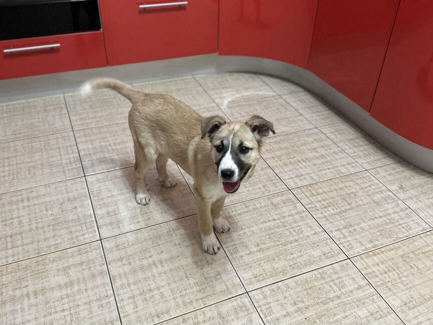 Щенок ласковый в дорбые руки