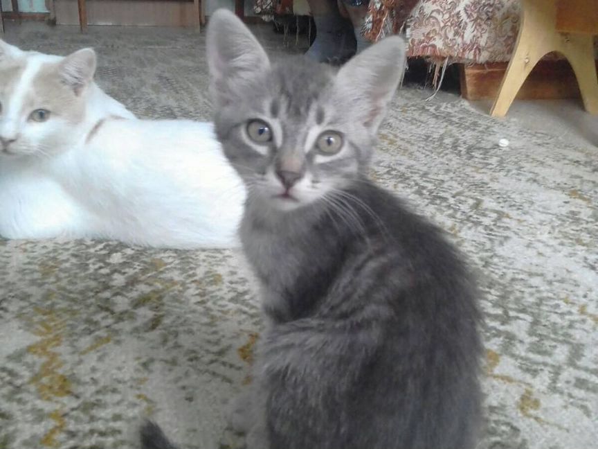 Маленькая принцесса ищет дом