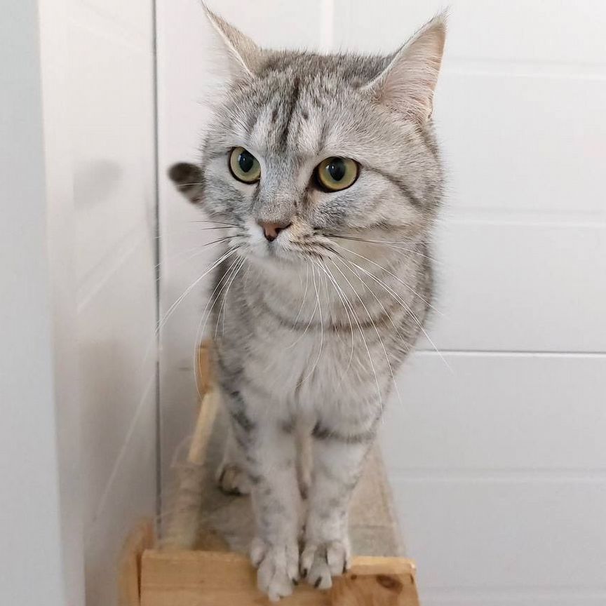 Шотландский прямоухий короткошёрстный, взрослый кот