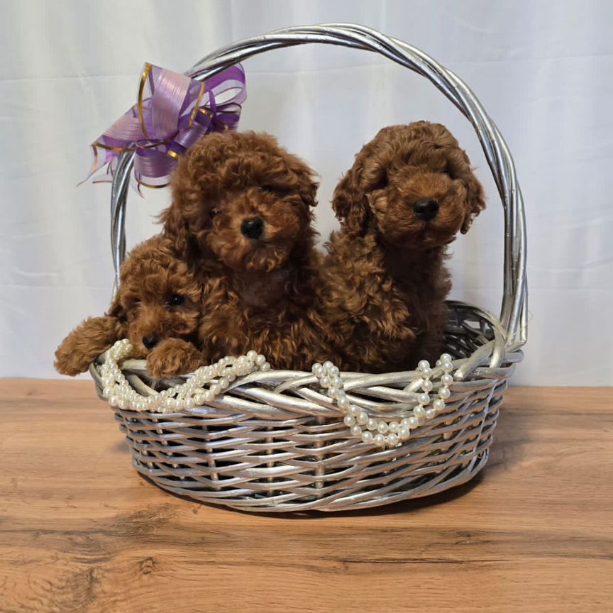 Щенки той пудель ред браун