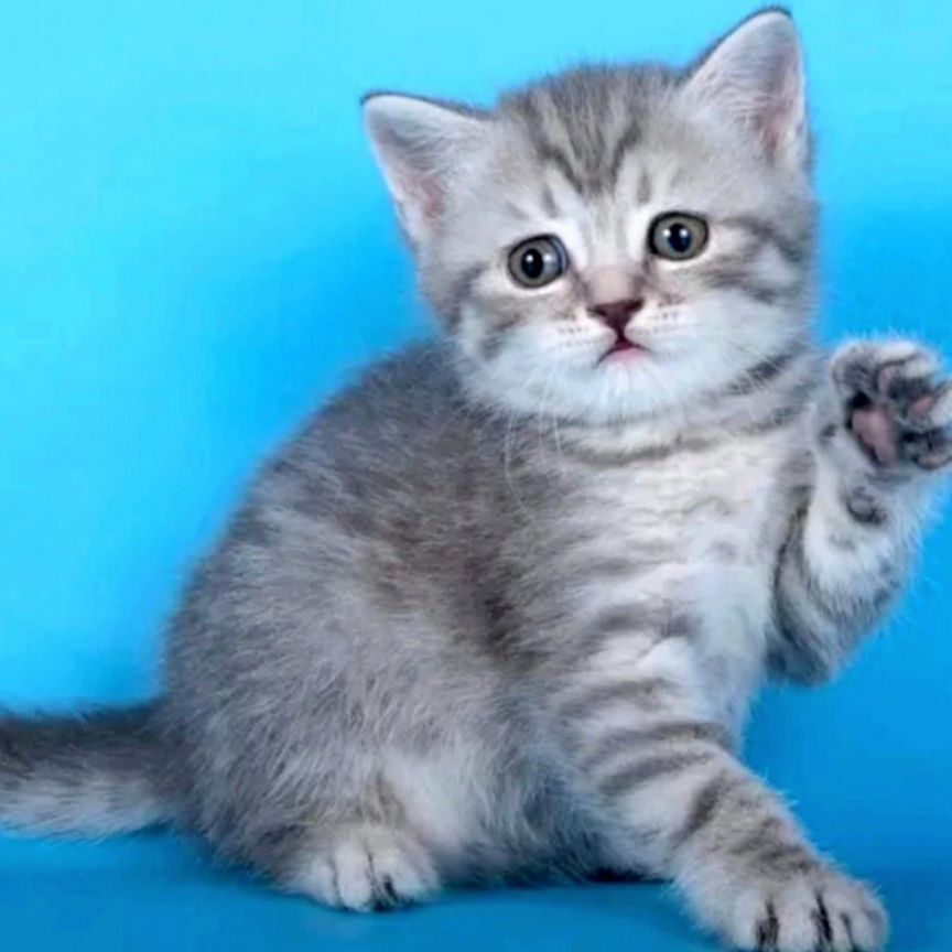 Шотландские котятки