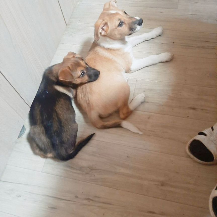 Щенок в добрые руки бесплатно