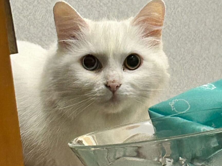 Кошечка турецкая ангора очень ищет дом