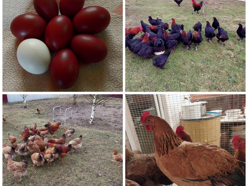 Маран и Кучинская