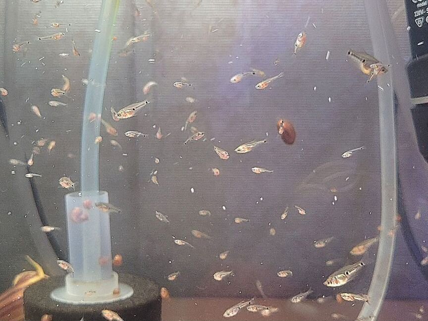 Аквариумные рыбки гурами