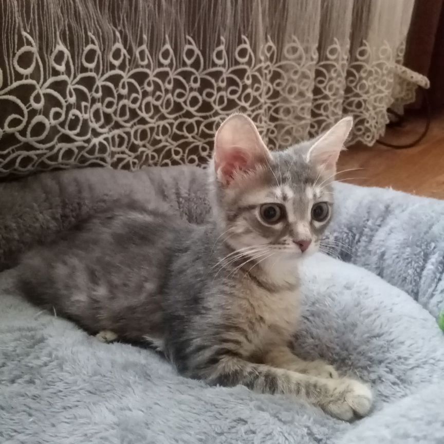 Котенок в добрые руки