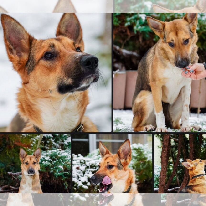 Взрослая собака в добрые руки