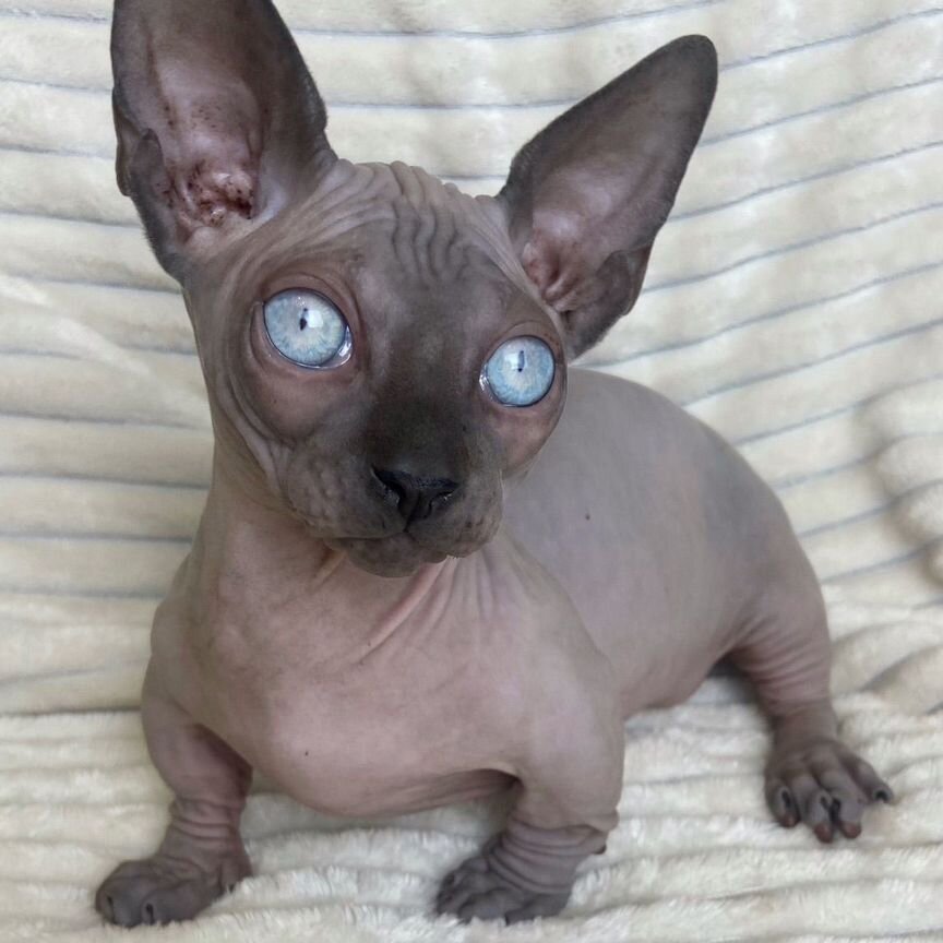 Котята сфинкс бомбино