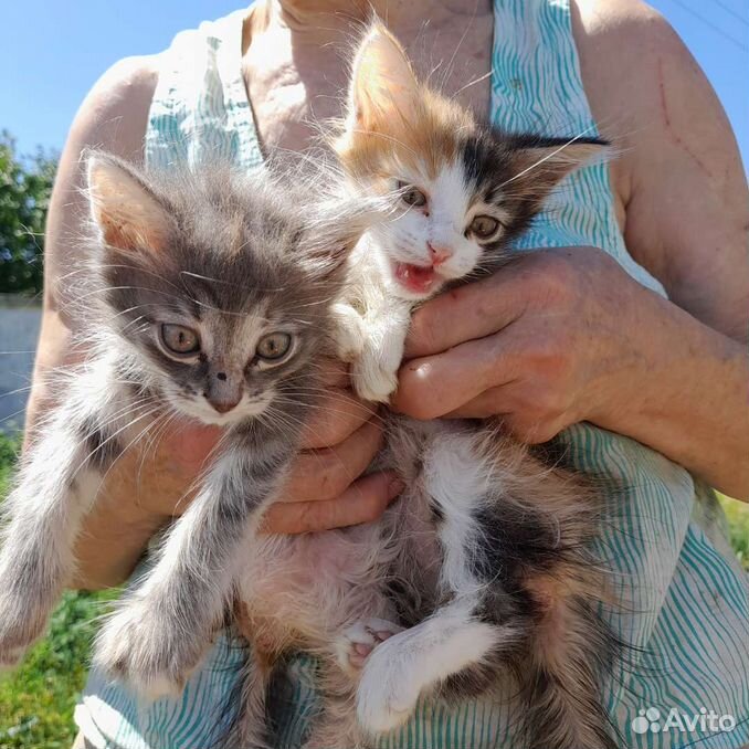 Котята помогите спасти