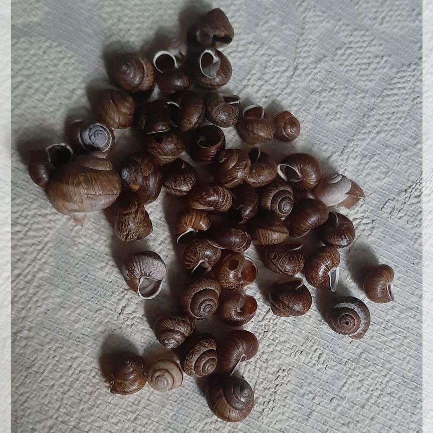 Раковины улиток