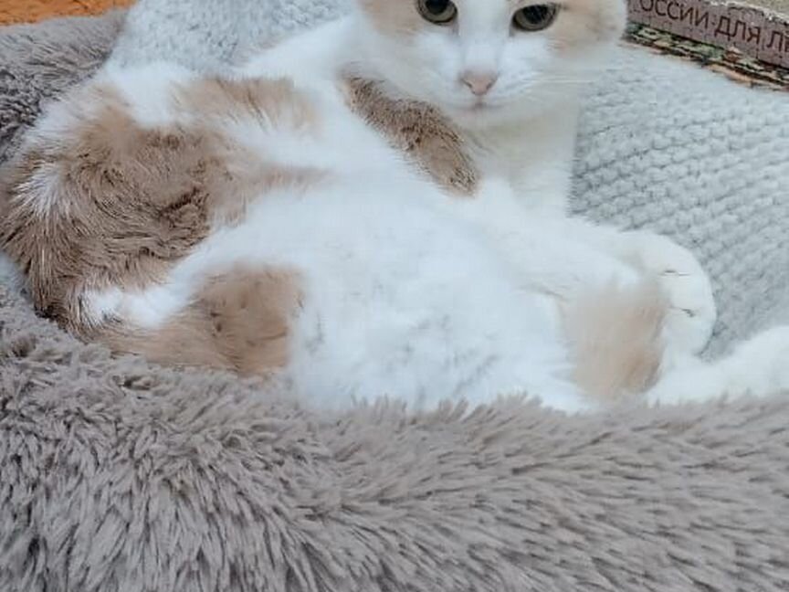 Кошка. Зайка в семью