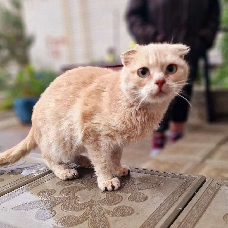 Кошечка в добрые руки