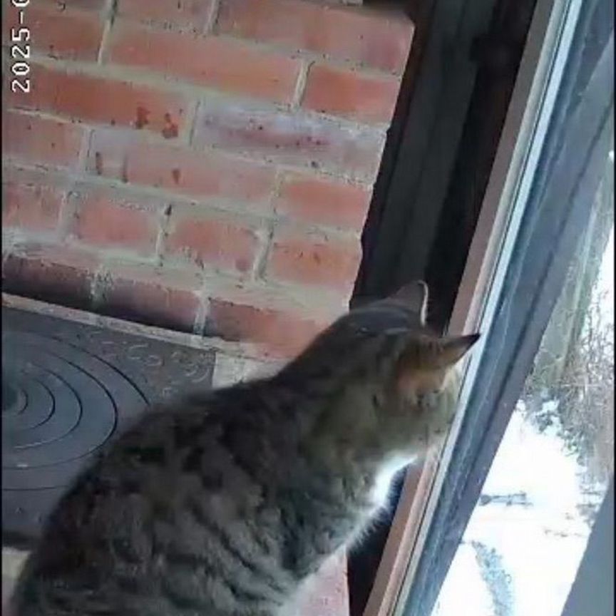 Гоша-кот