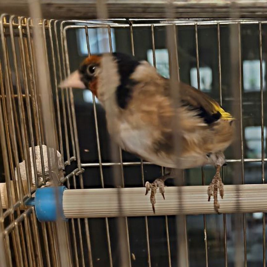 Птица щегол