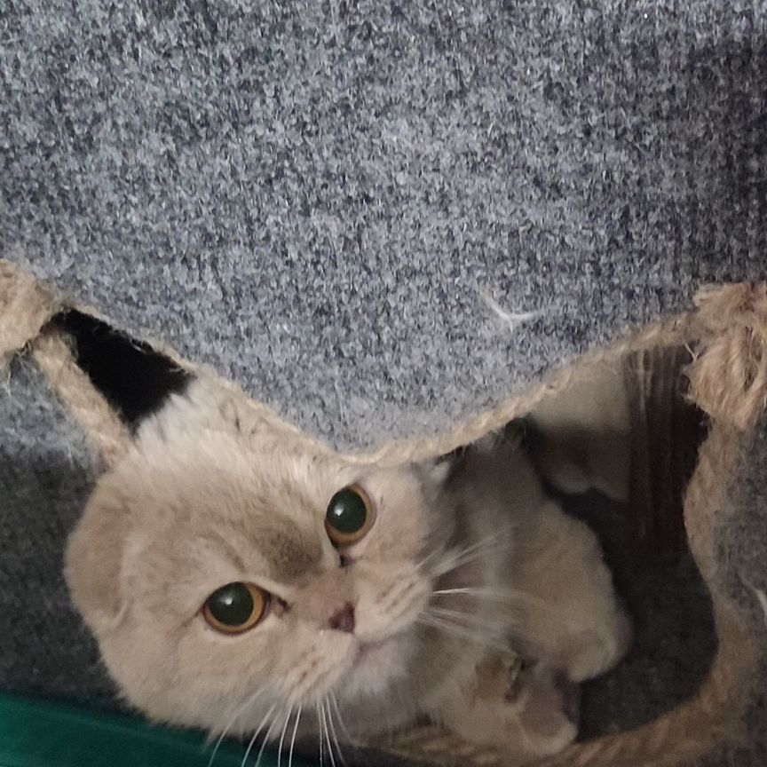 Шотландская вислоухая короткошёрстная, взрослая кошка