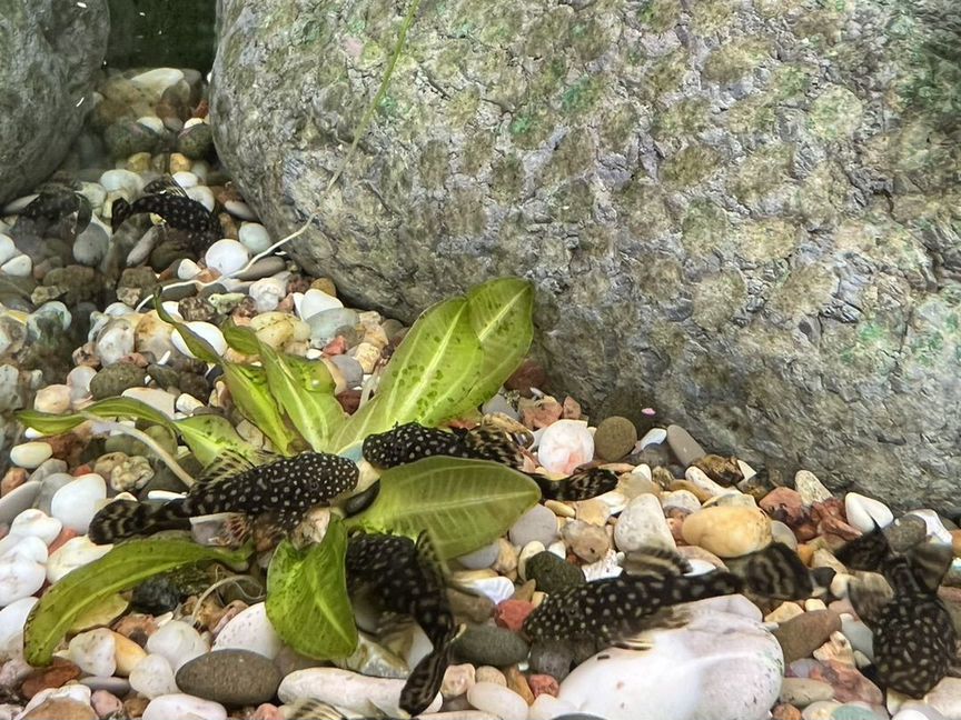 Анциструс подростки