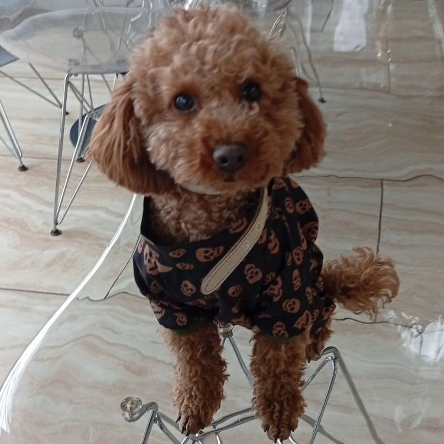 Той-пудель, вязка