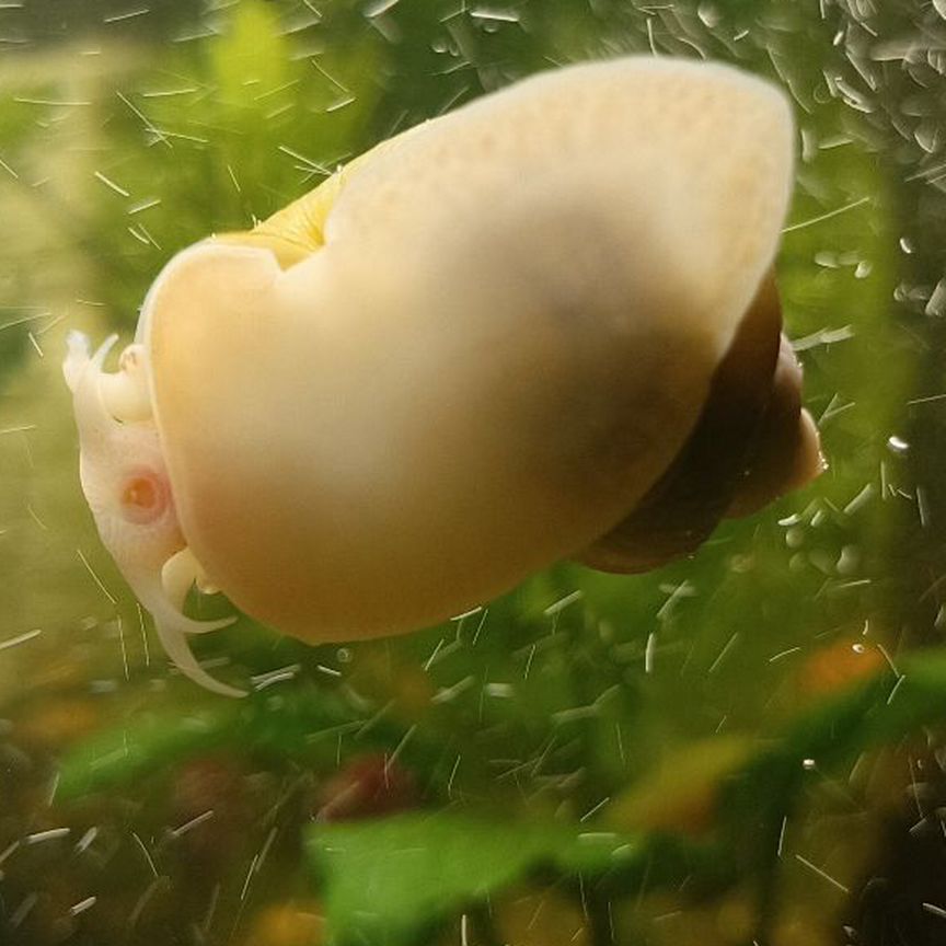 Улитки, аквариумные ампулярии