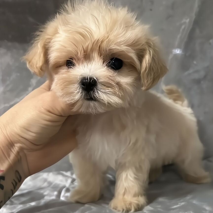 Мальтипу, щенок