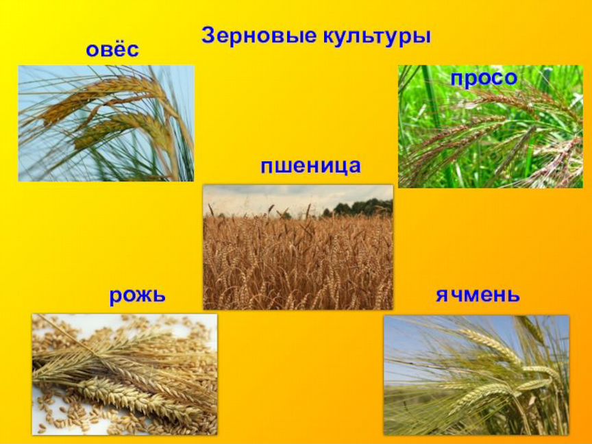 Продам зерно