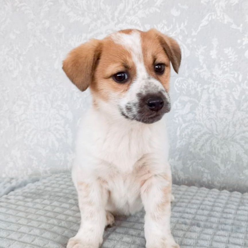 Малышка в добрые руки