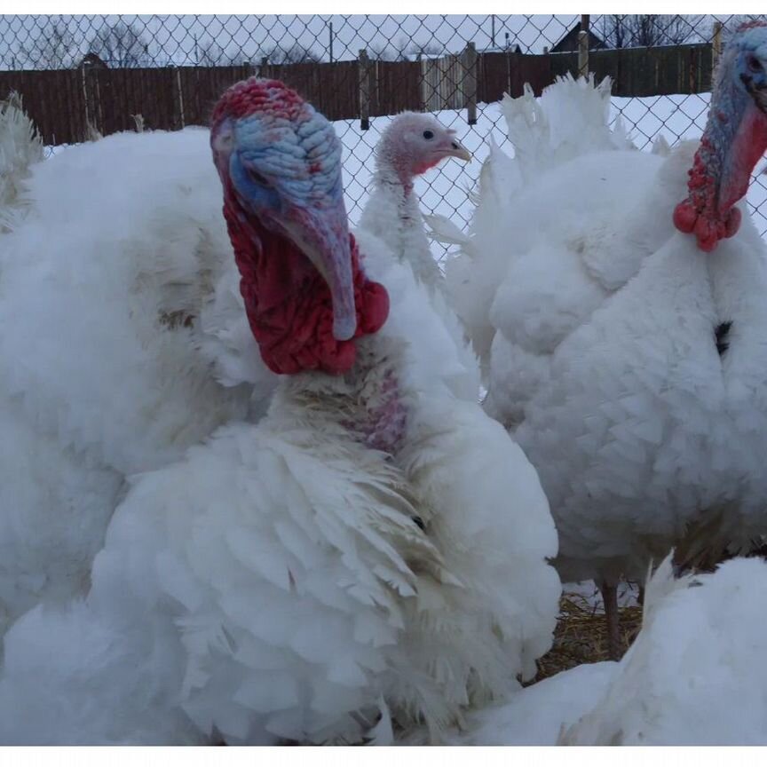 Индюк, бройлер биг6