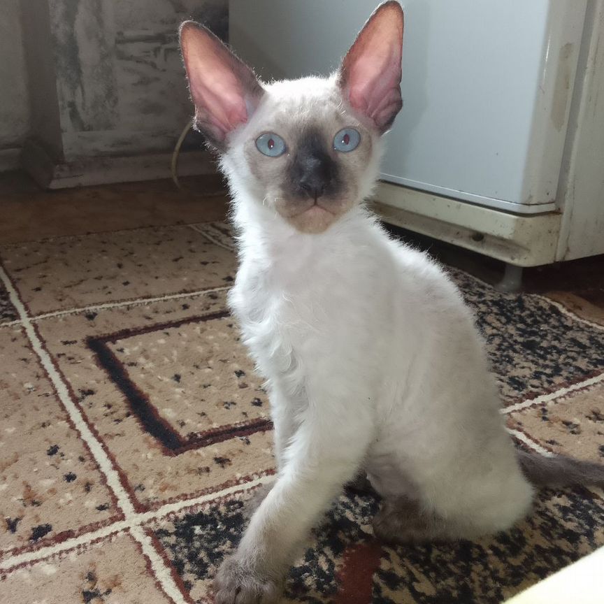 Донской сфинкс котёнок