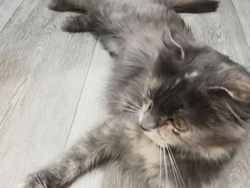 Кошка вислоухая британка