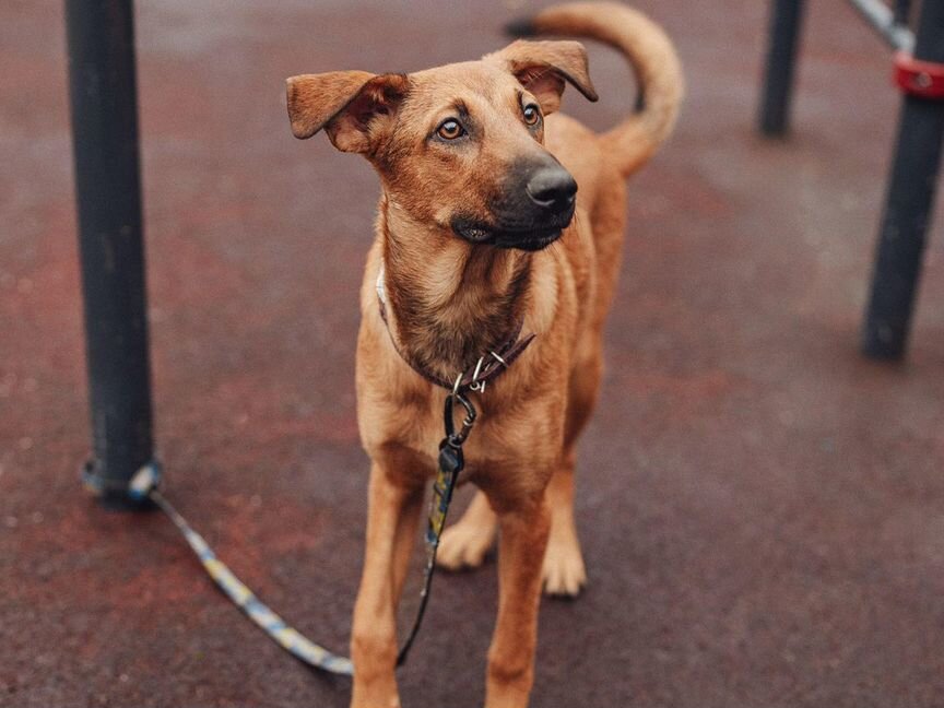 Щенок-подросток Эльза в добрые руки бесплатно