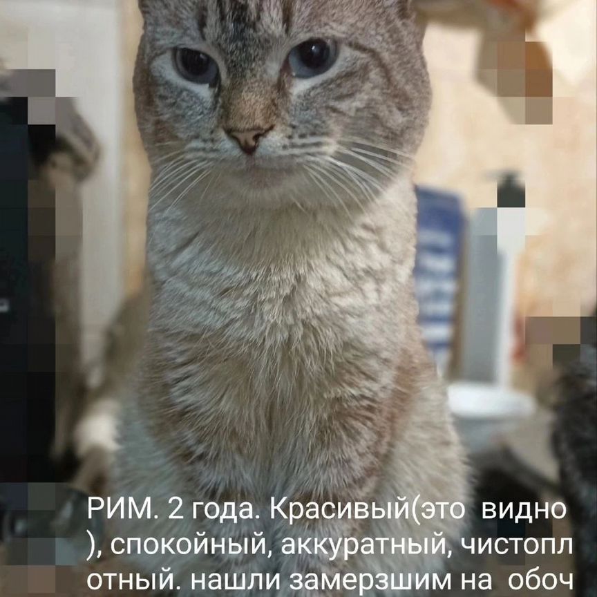 Красивый котик ищет дом
